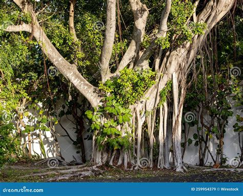 Tree With Huge Root System Growing From Above The Ground Stock Image Image Of Botanical Sunny