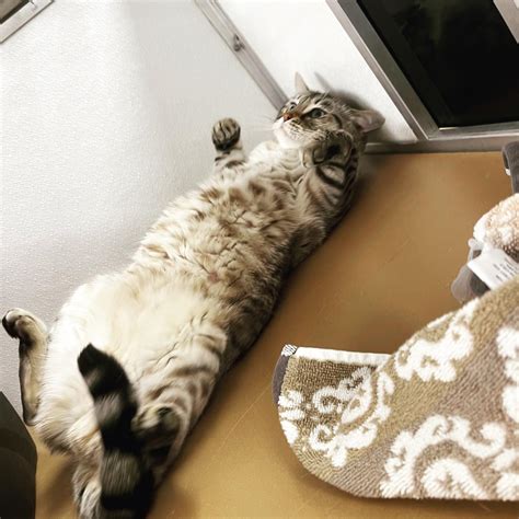 Camp Kitty Camp Kitty Added A New Photo