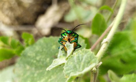 Selective Focus Photography Of Red Beetle Perched On Green Leaf Plant