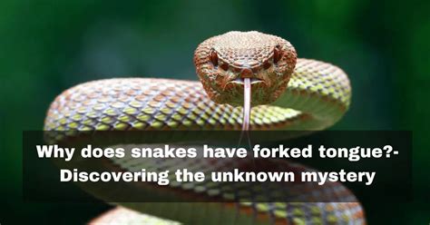 Unraveling The Mystery Of The Forked Snake Tongue PetsComrade
