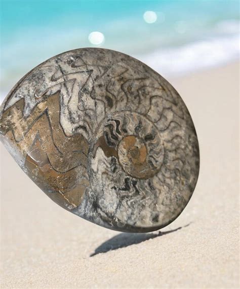 Fossil Ammonoid Goniatitic Geisonoceras Chambered Ammonoid Ammonite Etsy