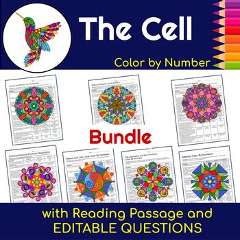 The Cell And Cell Processes Bundle Science Color By Numbers TPT