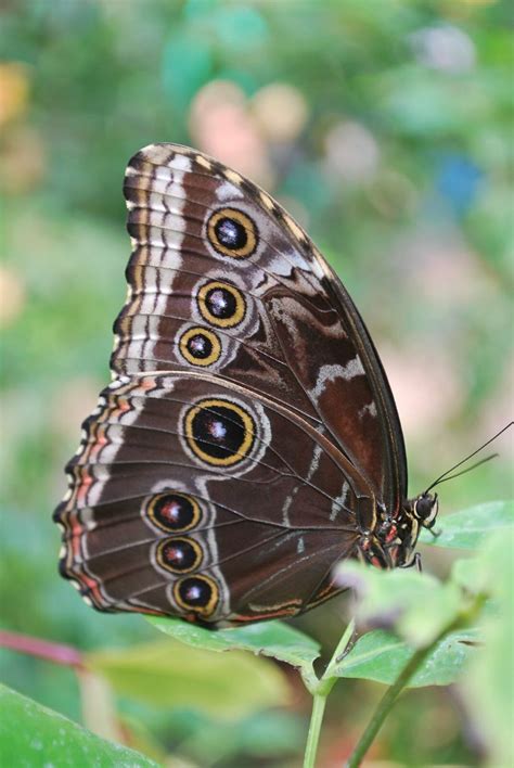 Schekkerman Dsc 4870 Gerardus Jacobus Schekkerman Flickr