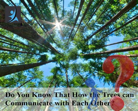 Trees Communicate With Each Other At James Earle Blog