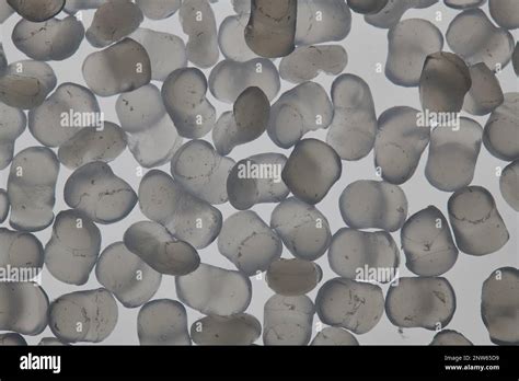 Close Up Of Polyolefine Polymer Resins In Laboratory For Injection