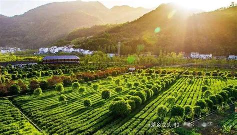 4月4日上午10时，云约平利，畅游茶乡！ 搜狐大视野 搜狐新闻