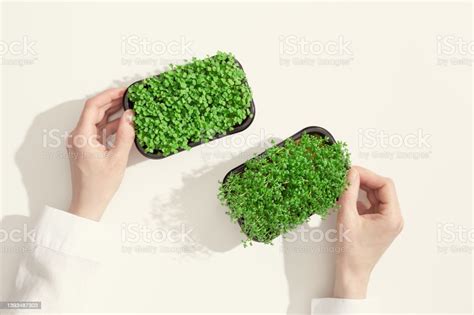 용기에 Arugula와 물냉이 샐러드의 콩나물을 재배하고 베이지 색 배경에 Microgreens를 들고있는 여성의 손 마이크로 그린 건강 식품 비건 식품 젊은 신선한 허브