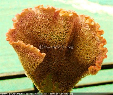Cockscomb Snake Cobra Head Banglore Flower Show Jan 2013