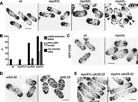 Myov Null Cells Display Aberrant Actin Cable Organization A Alexa