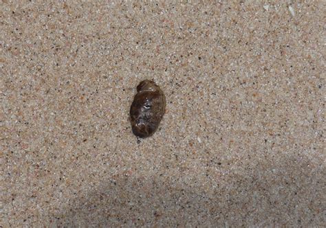 Beachcombing For Fossil Crabs On A Tropical Beach In Guam Fossil