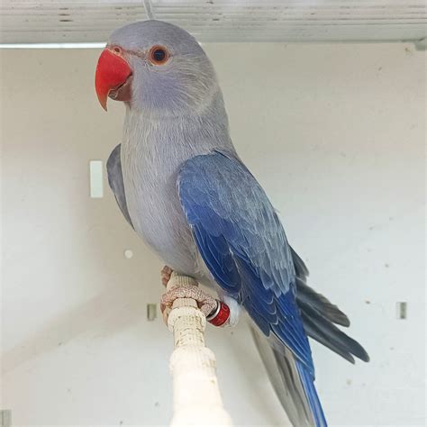 Indian Ring Neck Parrot Indigo Blue New York Bird Supply Wholesale