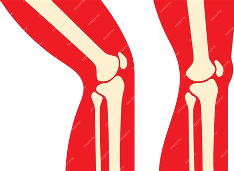 Premium Vector Knee Joint Anatomy