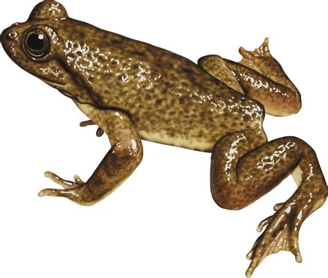 The Frogs Of Australia Australian Geographic