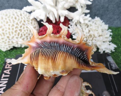 Dinosaur Shell Beautiful Spider Shell Chiragra Spider Shell Lovely