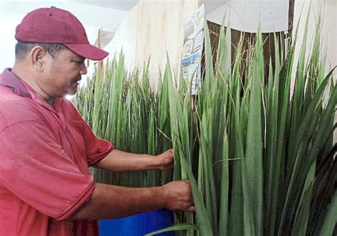 Nipah Leaves A Boon For Former Stall Operator Nestia