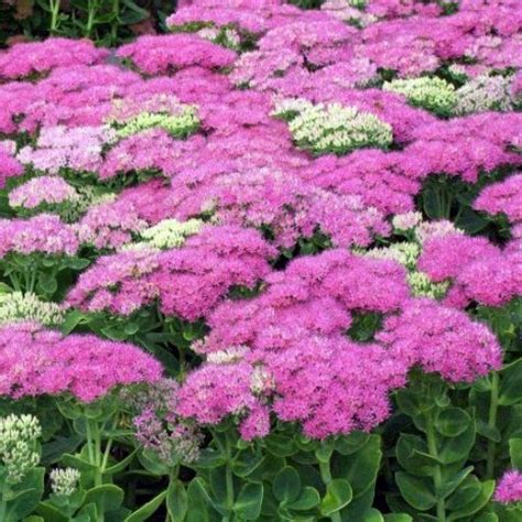 Sedum Spectabile Meteor Vendita Piante Online