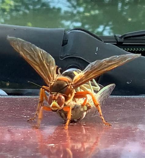 Cicada Killer Wasp Sting