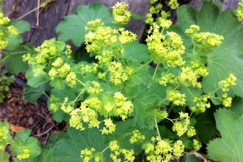Vrkuta Gospin Plašt Lat Alchemilla Vulgaris Eng Ladys Mantle