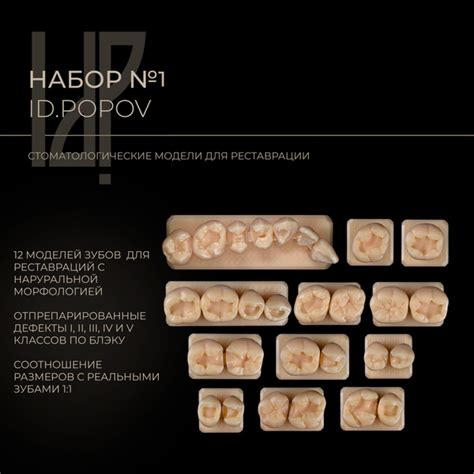 Набор №1 ID.POPOV стоматологические модели для реставрации купить на ...