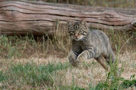 Wildcats In Wales PTES