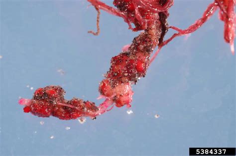 Root Knot Nematode Meloidogyne Enterolobii Yang And Eisenback 1982