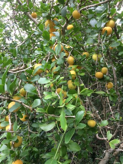 Kei Apple Dovyalis Caffra