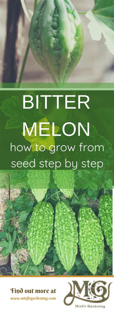 How To Grow Bitter Melon Misfit Gardening