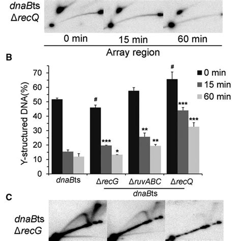 Tetr Binding To A Teto Array Creates A Controlled Replication Block Download Scientific Diagram