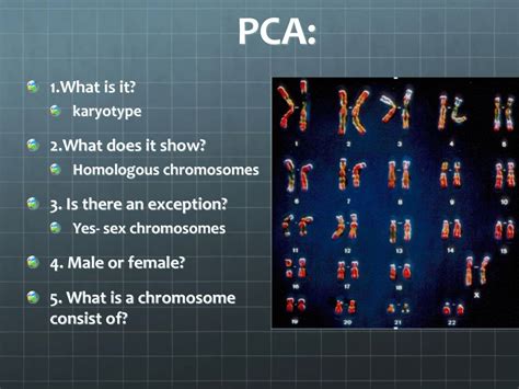 Chapter 13 Meiosis And Sexual Life Cycles Ppt Download