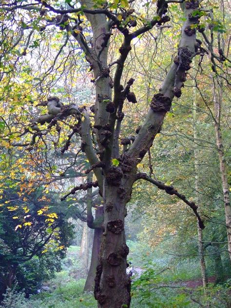 Knobbly Tree