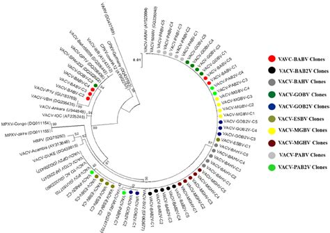 Phylogenetic Analysis Of Viral Clones Based On The Nucleotide Sequences