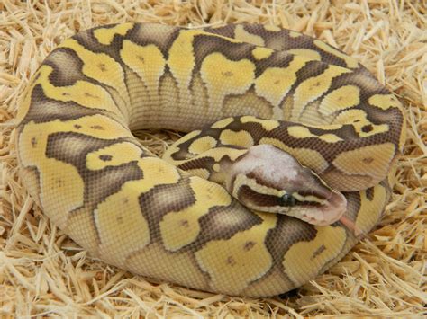 Lesser Super Pastel Morph List World Of Ball Pythons