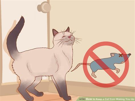 How To Keep A Cat From Waking You Up 10 Steps With Pictures