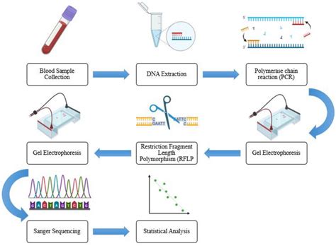 Flow Chart Of Experimental Work Download Scientific Diagram