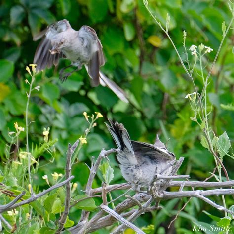 Mockingbird Juvenile Fledgling Copyright Kim Smith 2b Of 4 Kim