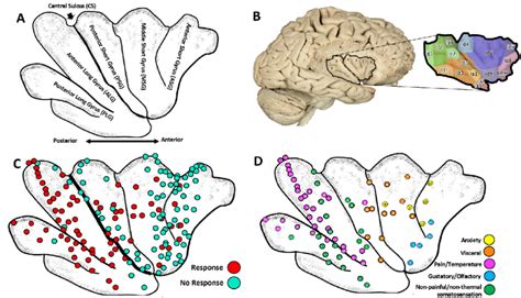 Structure And Subjective Responses In The Human Insula A Download