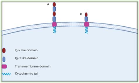 Structure Of B7 H3 Protein The Dominant Form Of Human B7 H3 Is