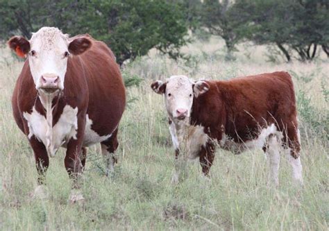 Sa Hereford Cattle Info South Africa ~ Nosy Rosy