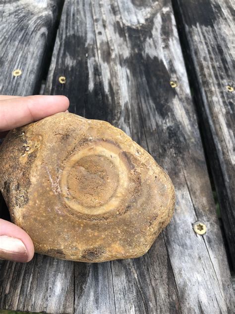 Coral Or Other Ocean Fossil I Found This In San Antonio Wondering If Anyone Could Help