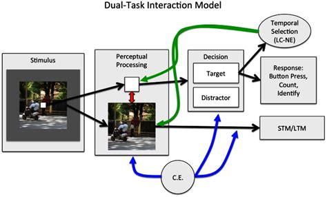 The Dual Task Interaction Model On Each Trial Sensory Information