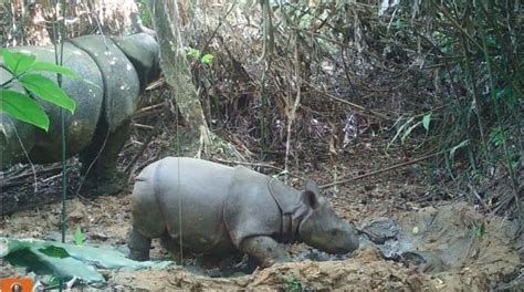 To Help Beleaguered Javan Rhinos Study Calls For Tree Felling Captive Breeding