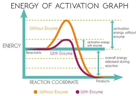 Enzyme Action Energy Of Activation Graph