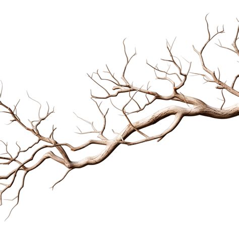 Dry Tree Branches Isolated On Transparat Dry Tree Branches Isolated