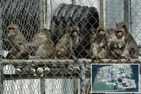 43 Escaped Monkeys Still Loose In South Carolina After Worker Failed To