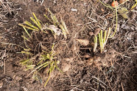 How To Overwinter Dahlia Tubers A Step By Step Guide