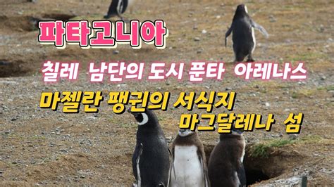 칠레 최남단 도시 푼타 아레나스 마젤란 펭귄의 서식지 마그달레나 섬 파타고니아 201718 Youtube
