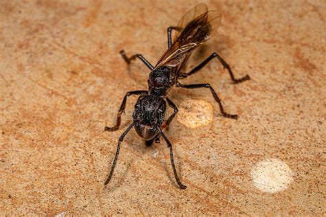 Bullet Ant Size