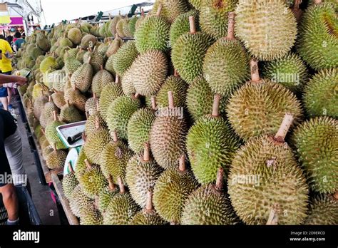 Musang King Malaysia Hi Res Stock Photography And Images Alamy