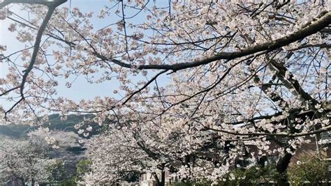 お花見シーズン到来！〜西海市〜