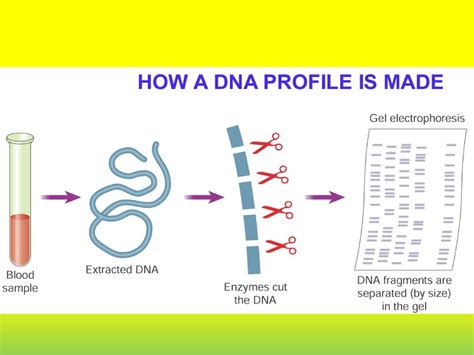 Chpt 16 Dna And Rna Ppt Download